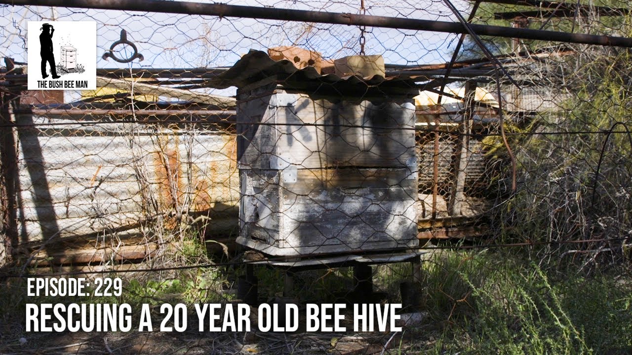 Honey Bee Rescue: Bee Hive Left Alone for 20 Years | The Bush Bee Man ...