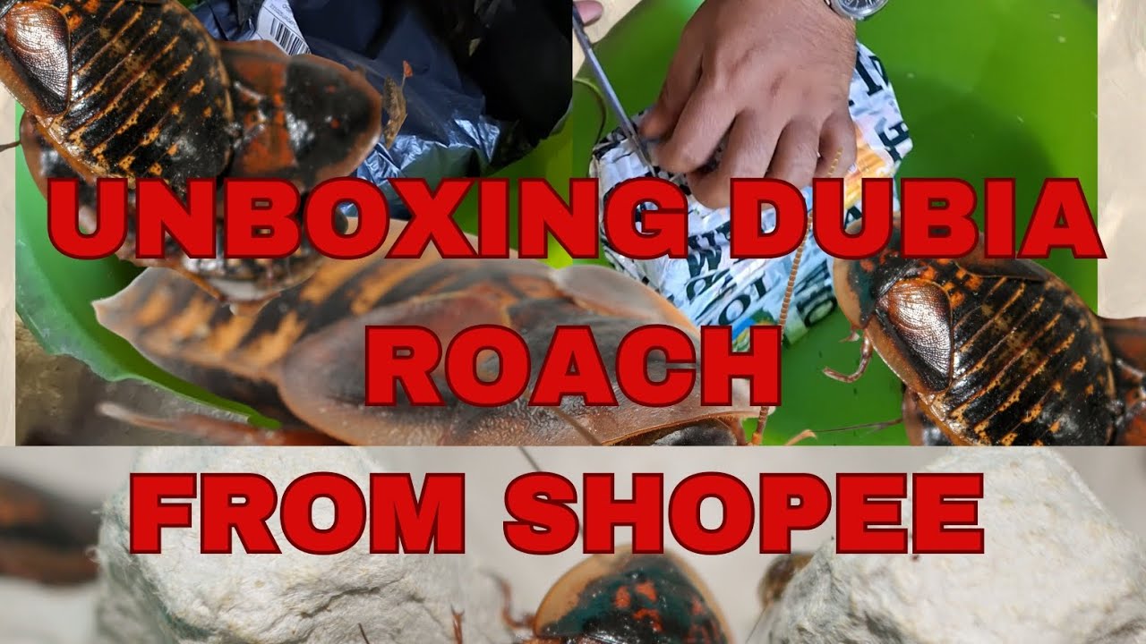 Starting a Dubia roach colony - YouTube