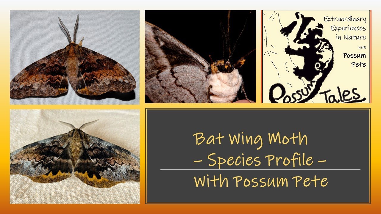 A Huge Moth at Home - Species Profile - The Bat Wing Moth - YouTube