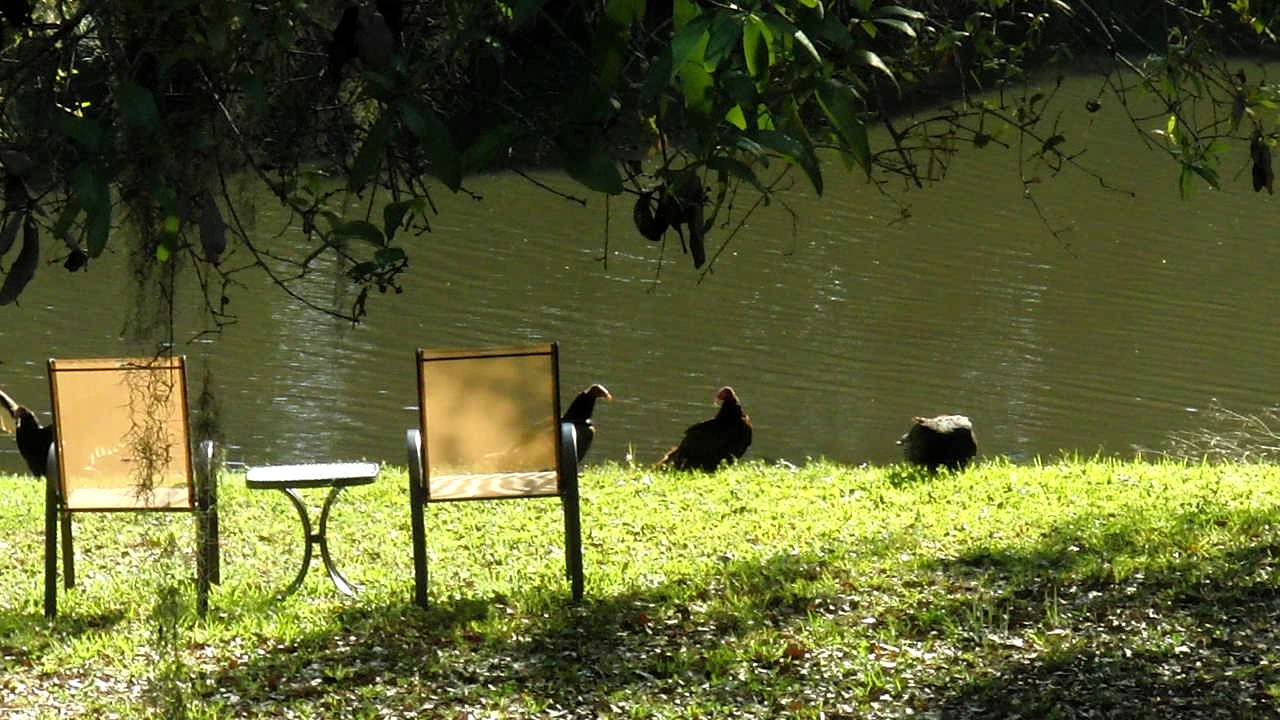 Buzzards eating a fish by Lake Sarasota - YouTube