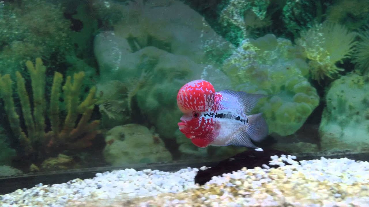 Red magma short body flower horn - YouTube