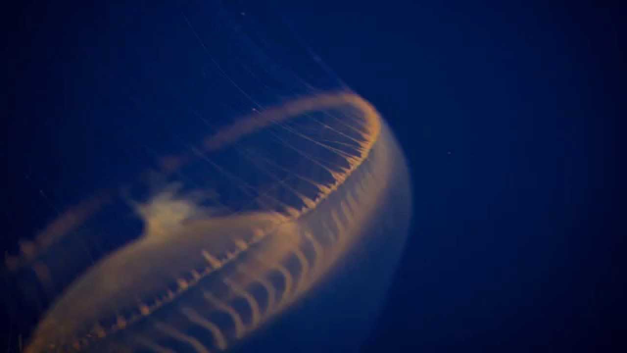 Carbon Based Lifeforms - Refraction 1.33 - YouTube