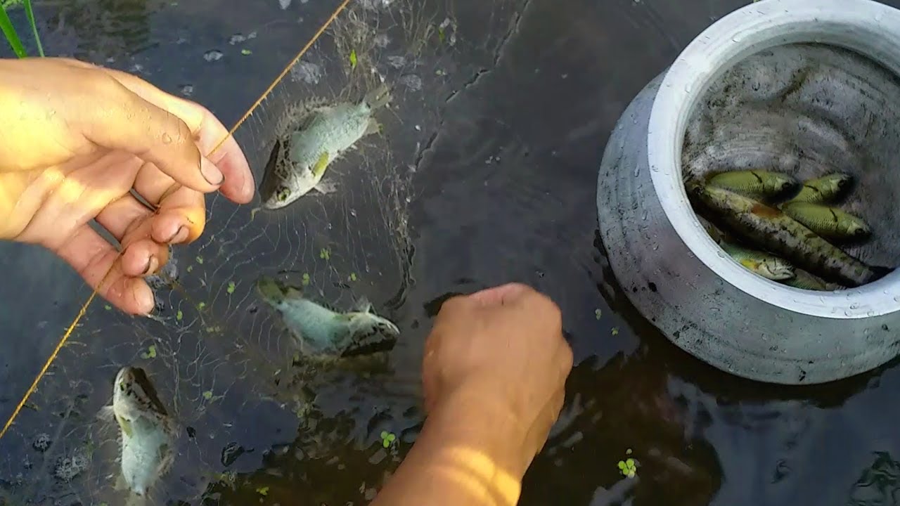 Traditional Net Fishing Catching Lots Of Fish And Snake - YouTube