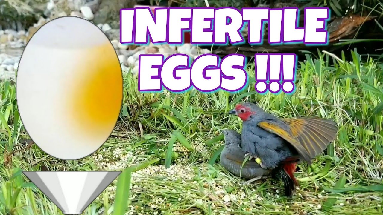 10 Common Causes of Infertility in Birds | Birds Mating - YouTube
