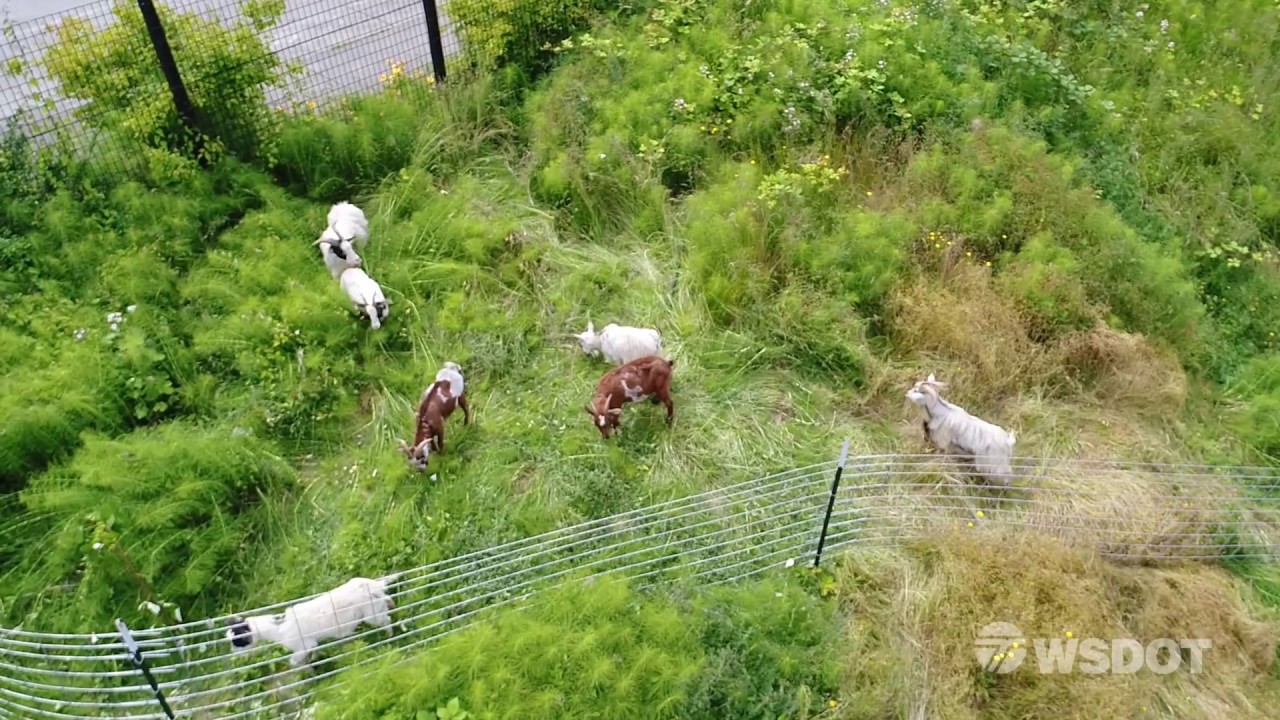Drone video: WSDOT goats! - YouTube