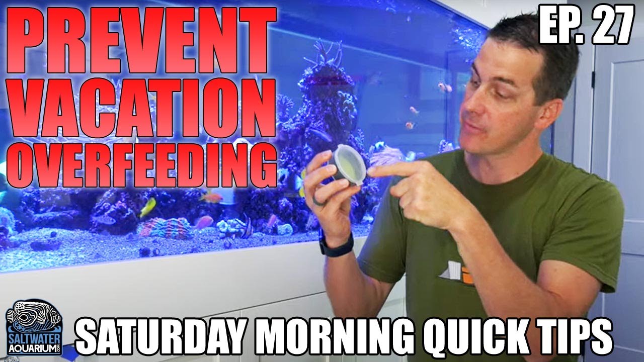 EASY Way To Prevent Tank Sitter From Overfeeding Fish - Saturday ...