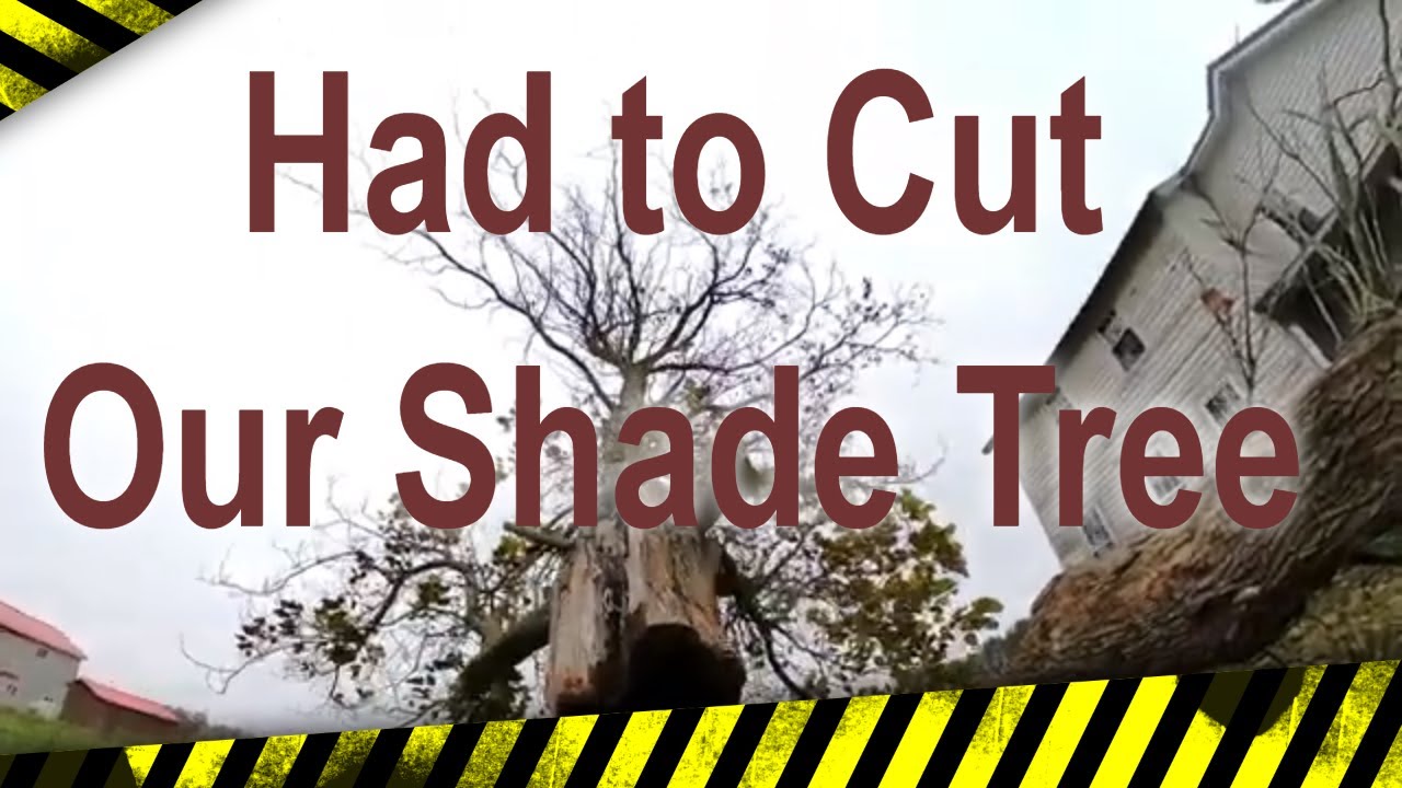 We cut our shade tree leaning over our house!!! - YouTube