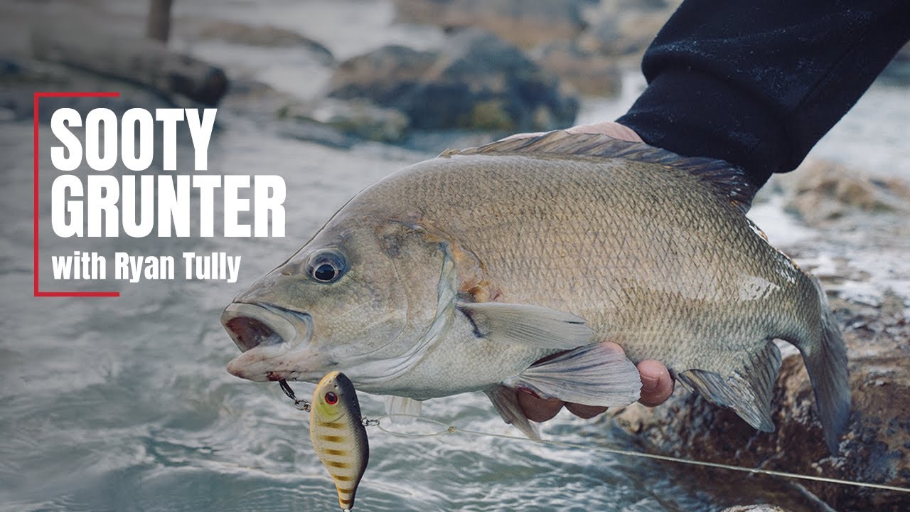The Pursuit For Sooty Grunter - YouTube