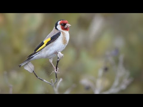 Beautiful and Colorful Birds in our Backyard | NZ Birds | Colorful ...