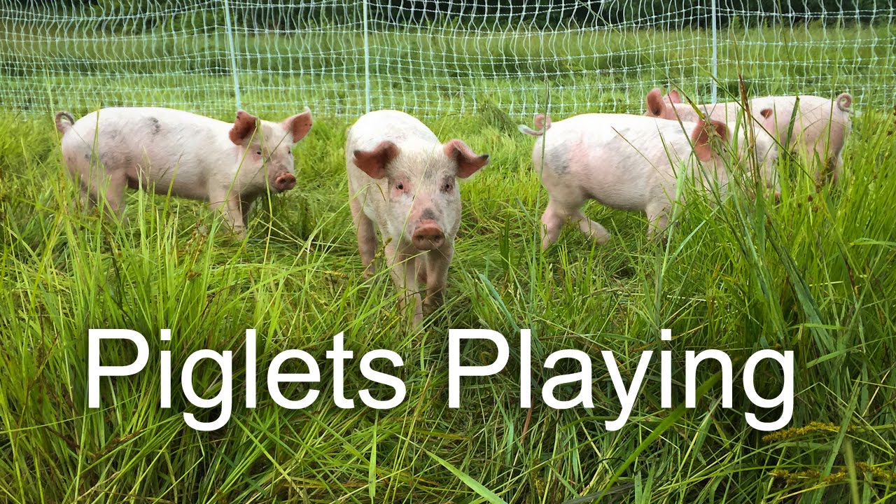 Pastured Piglets Playing - YouTube