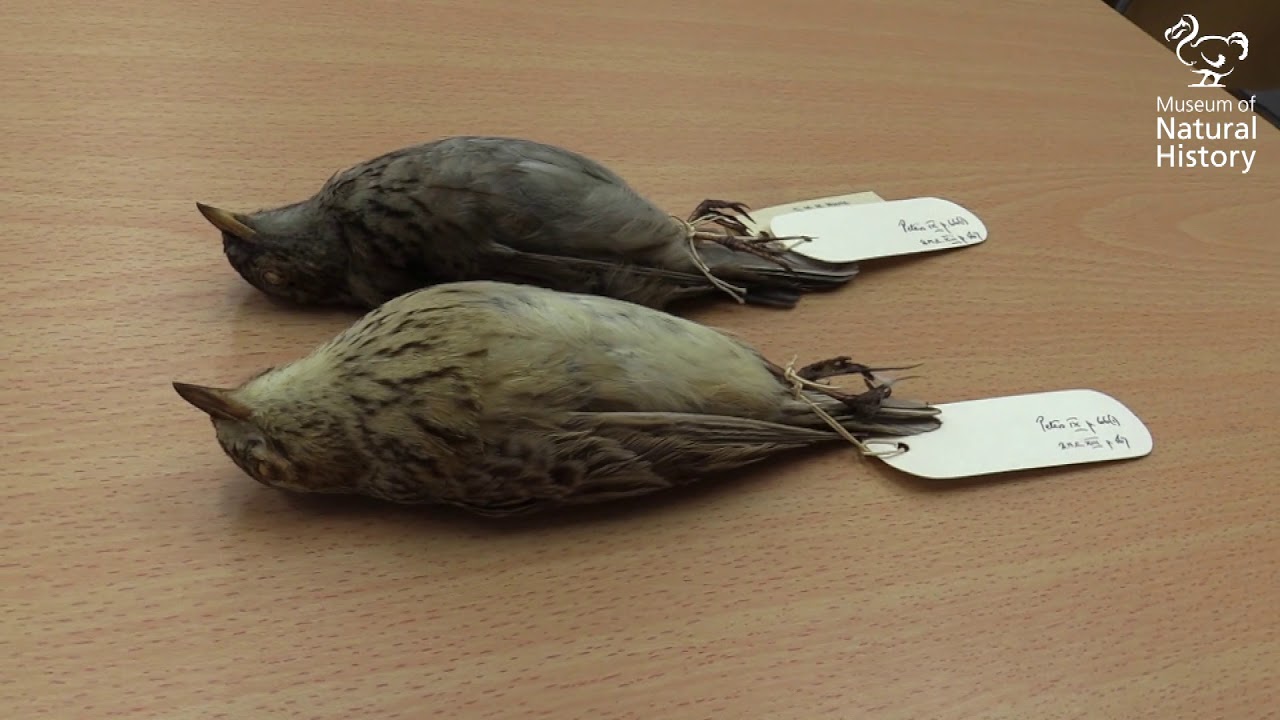 Dr Shane DuBay looks at the Museum's collection of dirty bird skins ...