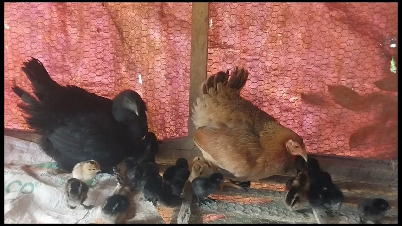 12/6/2024 mus saib me nyuam qaib daug tau zoo nkauj heev - YouTube