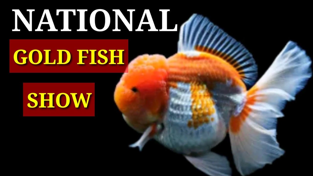 Goldfish Show in Thailand ||National goldfish show||super quality ...
