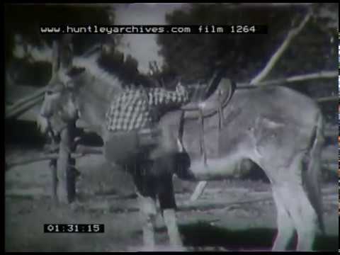 A Cowboy Chimp, 1940s - Film 1264 - YouTube