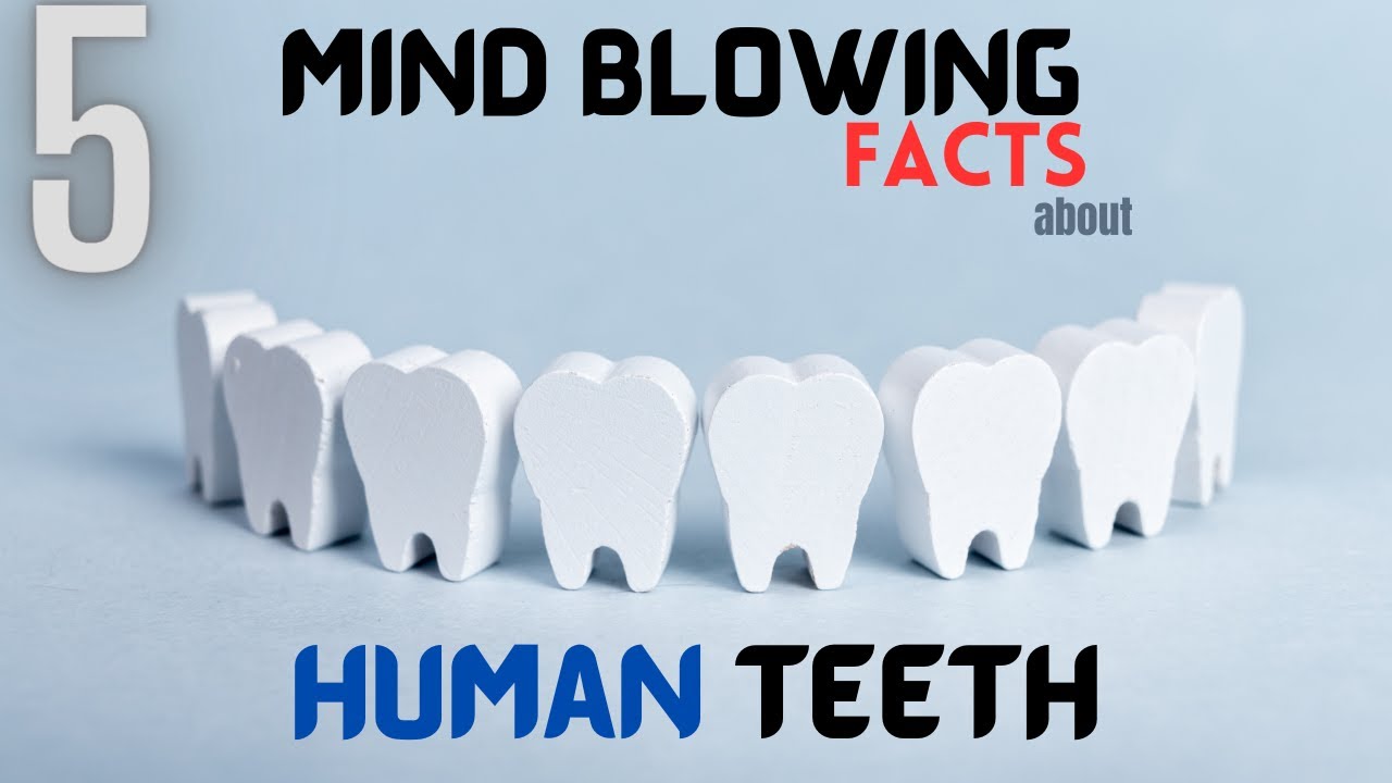 Discover Five Mind-Blowing Facts About Human TEETH - YouTube
