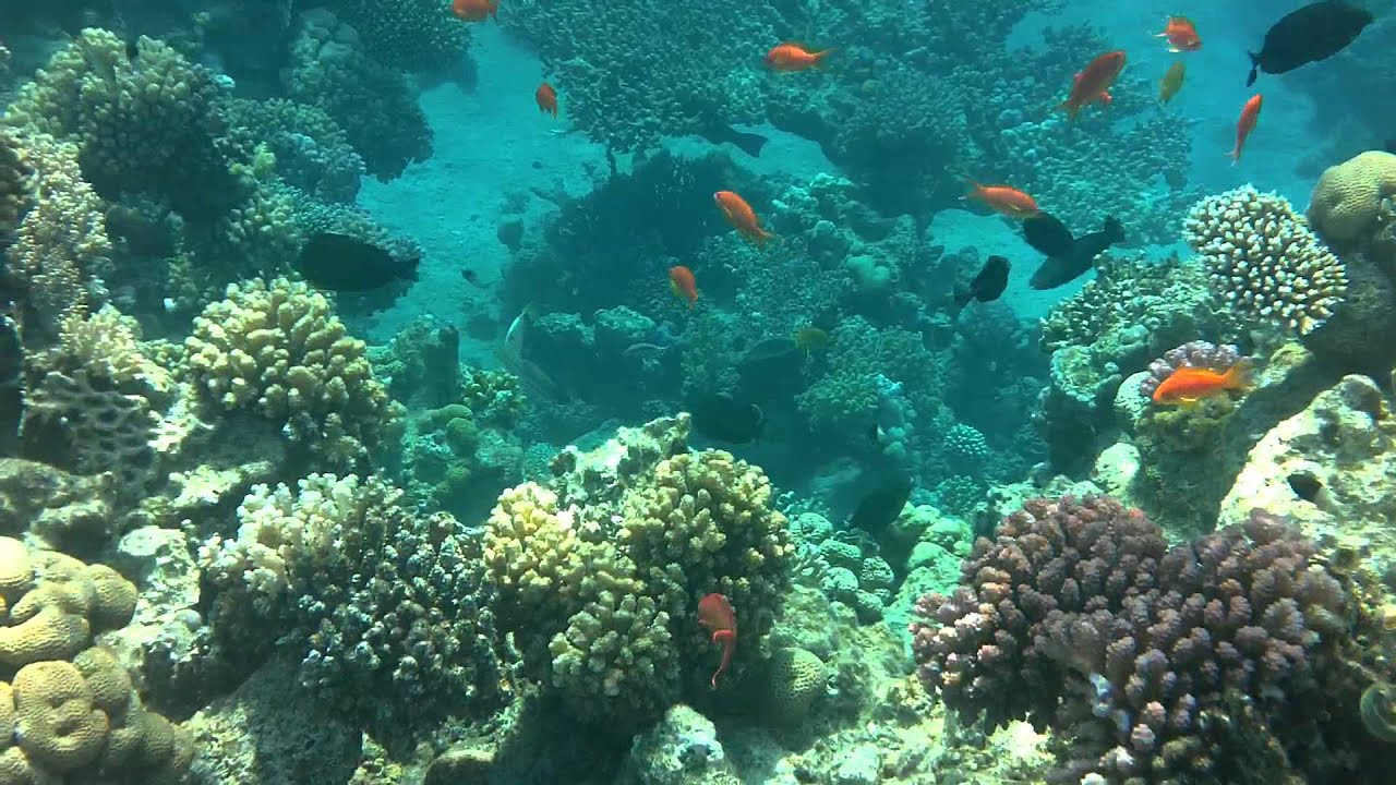 Sharm El Sheikh - Shark's Bay - YouTube