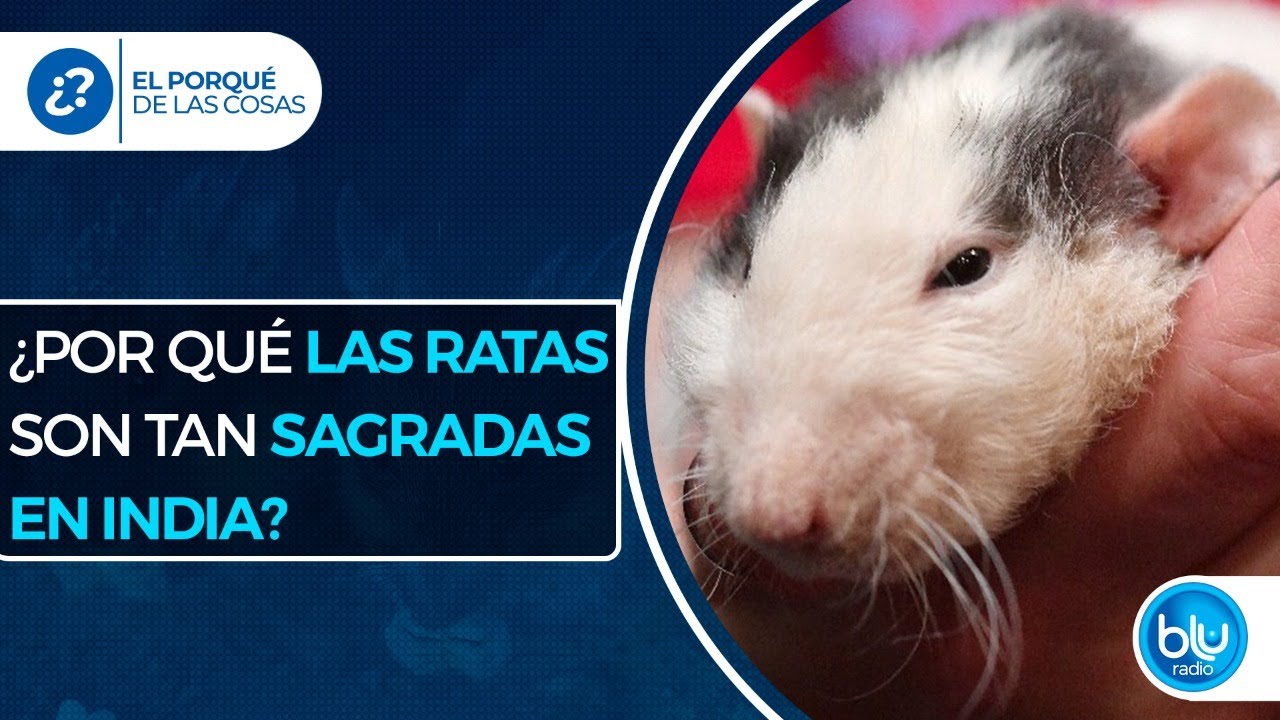 ¿Por qué las ratas son tan sagradas en India? - ElPorquéDeLasCosas ...