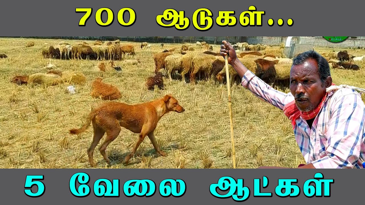 700 ஆடுகளும் 9 நாய்களும்! மேச்சல் முறை aadu valarpu | mechal murai aadu ...