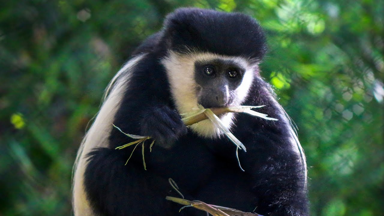 GoPro Catches Dallas Zoo's Colobus Monkeys "Monkeying Around" - YouTube