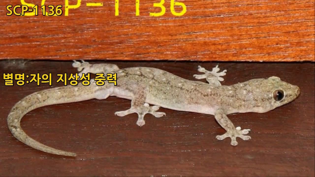 SCP 모음 #5 주제:도마뱀 SCP-682, SCP-1136, SCP-2014 [아폴리온] - YouTube