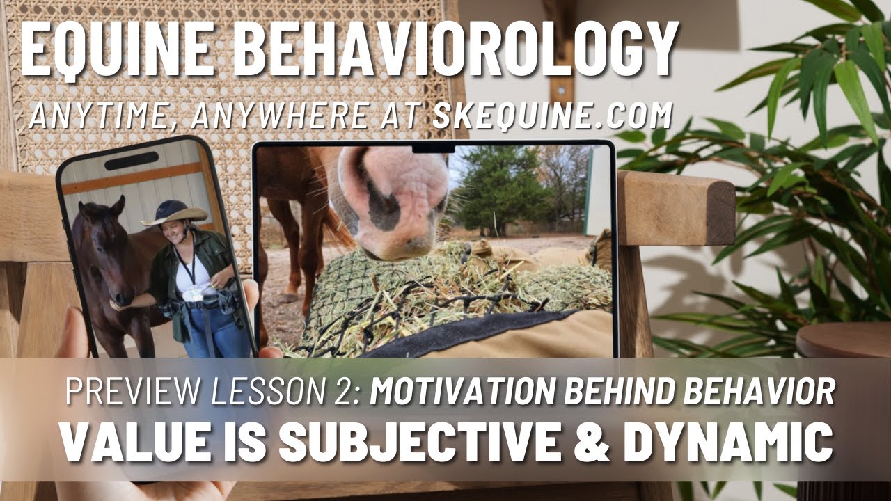 Stimulus Value is Subjective & Dynamic - YouTube