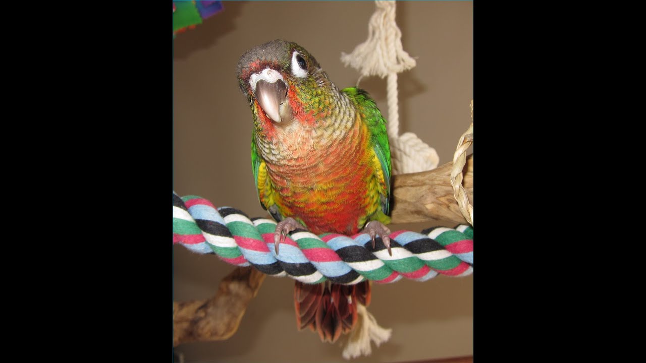 Green Cheek Conure Babies Flock Flying - YouTube