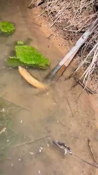 Catching Eels with Simple Tool 🐟 Tips for Catching Eels from Hole & Fishing #shorts - YouTube