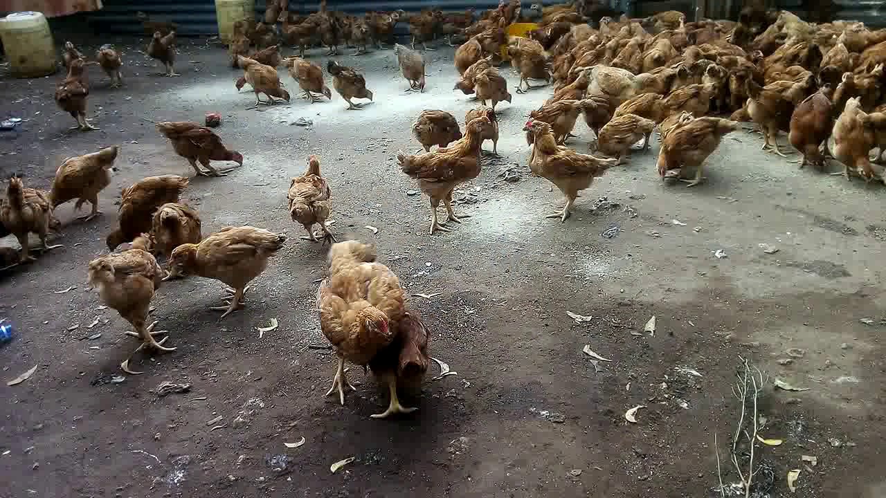 Kenbro chicken - YouTube