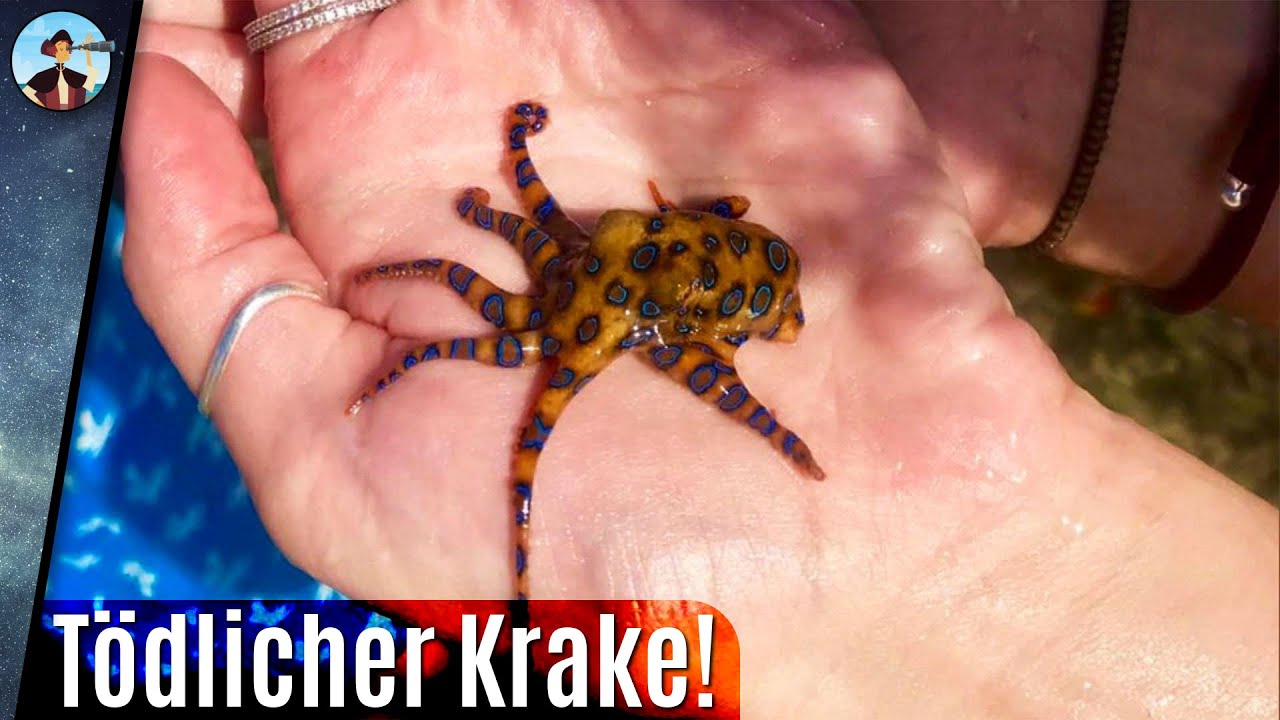 Blau-Geringelter Krake auf Hand! Sie hatte keine Ahnung... - YouTube