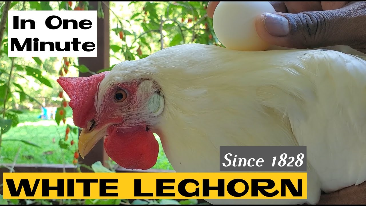 White Leghorn | All about Chicken Breeds in a Minute - YouTube