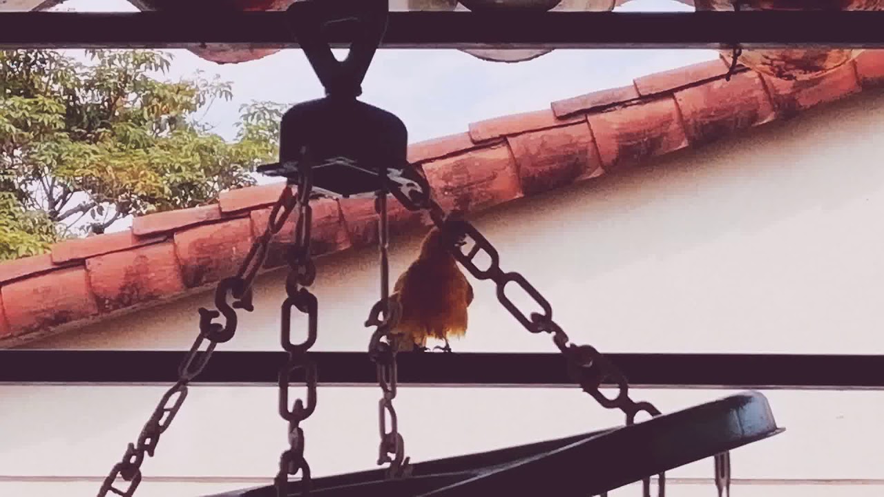 Rocking bird 🐦!!! ⏯️🎶🎧🎸 - YouTube