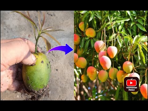 How to mango tree farming - YouTube