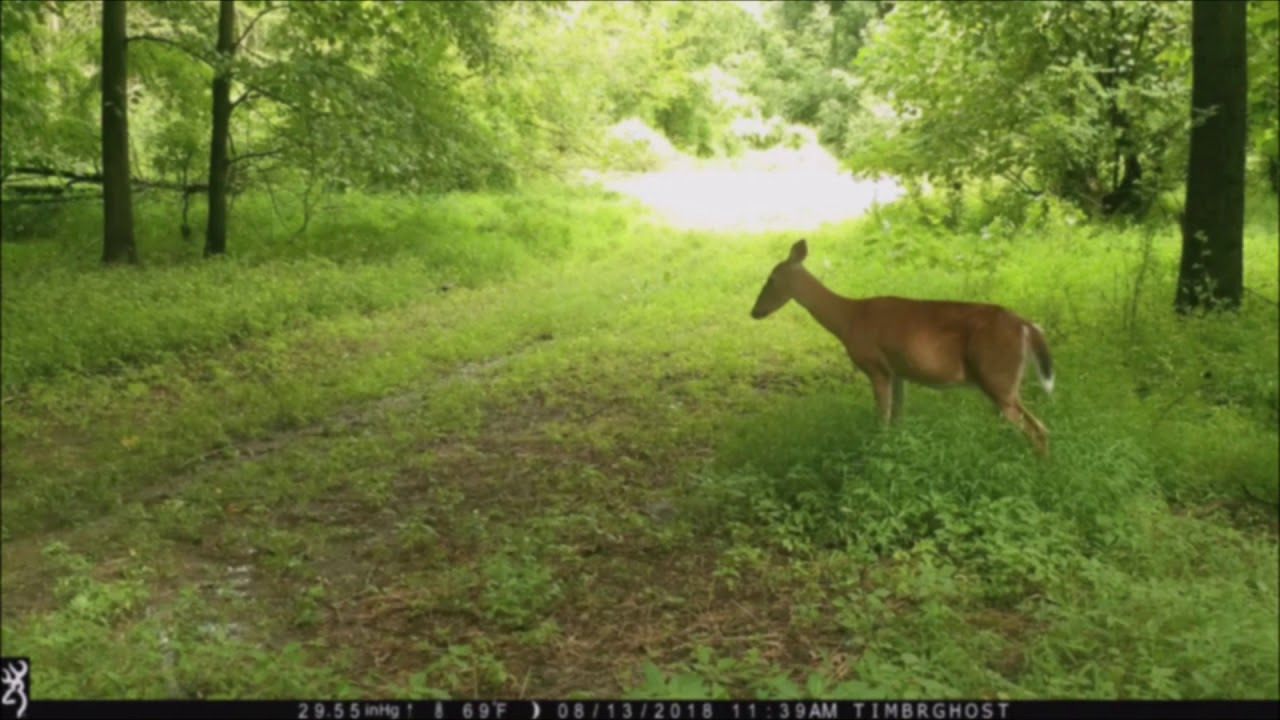 Sept 1, 2018 PA Trail Cam Footage Browning FHD - YouTube