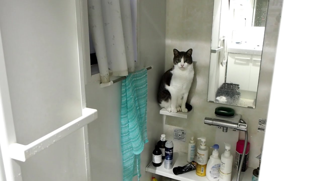 #169 フィットするネコ - Cat fitting in with anywhere - - YouTube