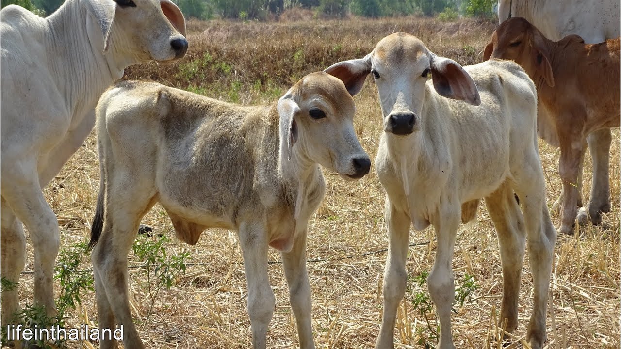 Twin baby cows and a very protective mom. Babies on the farm in the dry ...