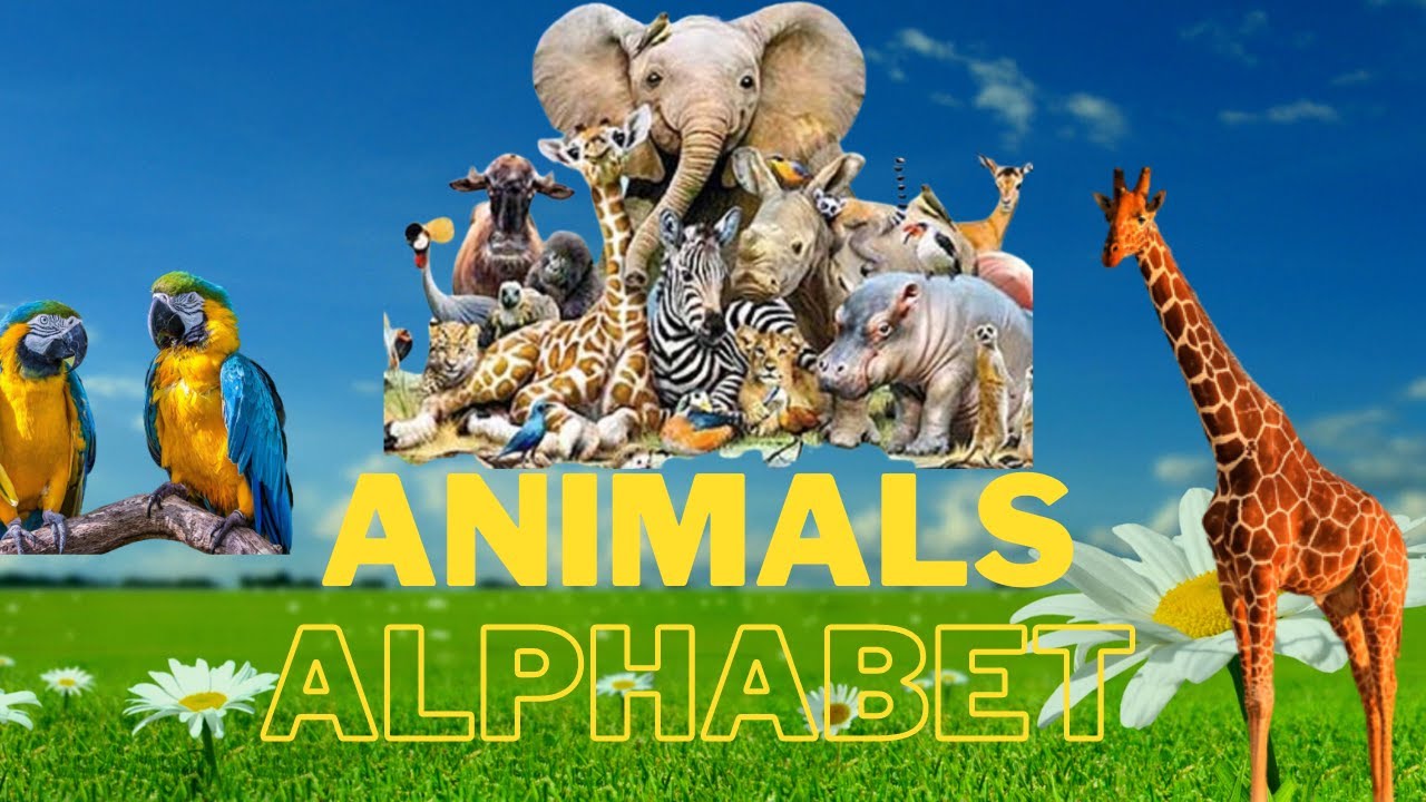 English Alphabet 26 - Animals Sounds Alligator, Bear, Cat, Dog ...