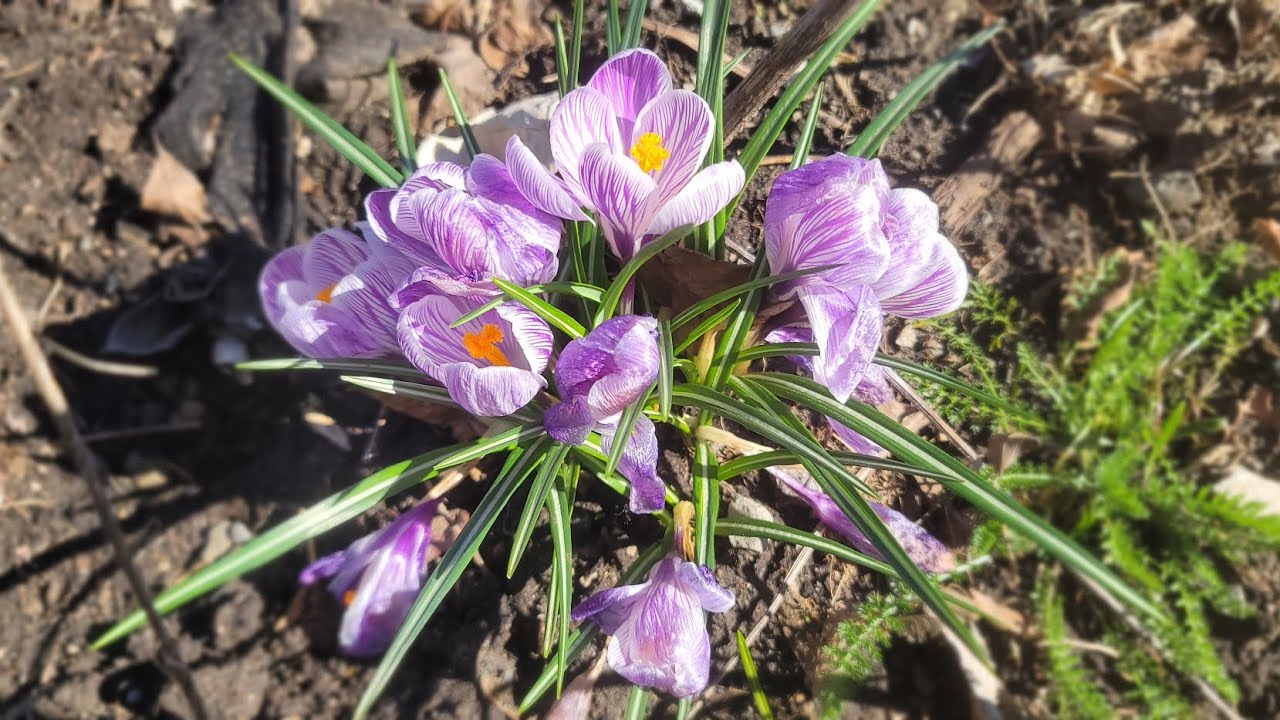 Hastings Rock and Gem show - YouTube