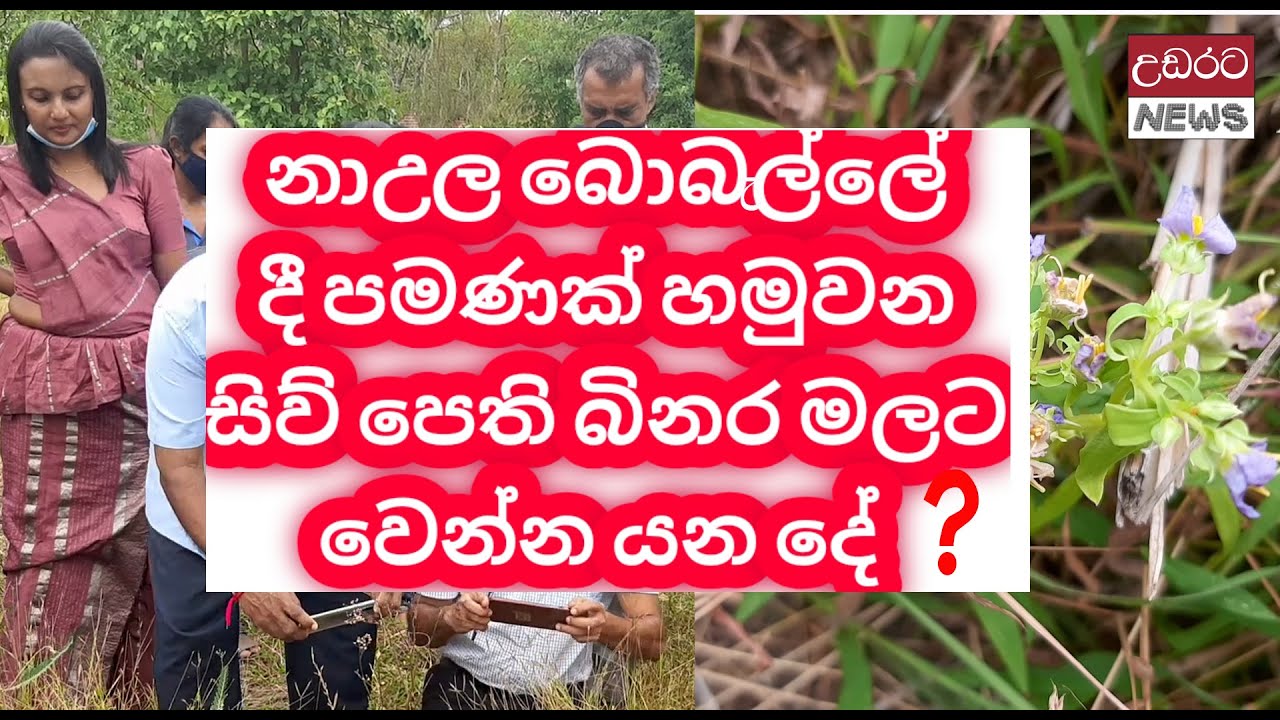 සිවි පෙති බිනර මලට වෙන්න යන දේ !- - See what happens to the bobelle ...