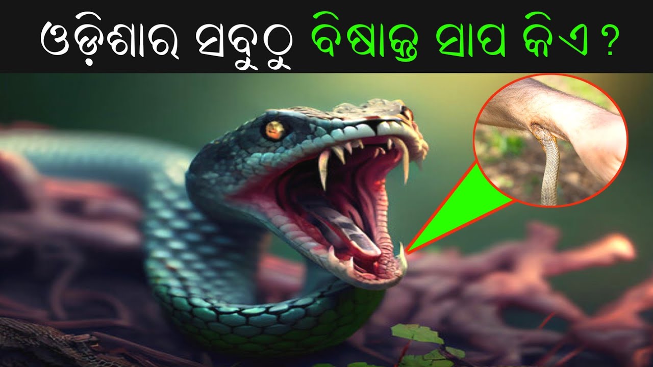 ଓଡ଼ିଶାର ସବୁଠୁ ବିଷାକ୍ତ ସାପ | Most Venomous Snake In Odisha |The ...