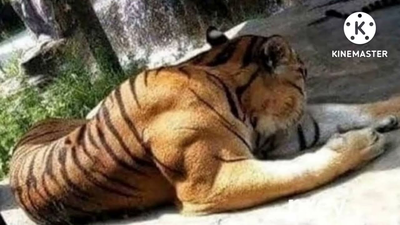 MUSCULAR TIGER BICEP 💪 🔥 - YouTube