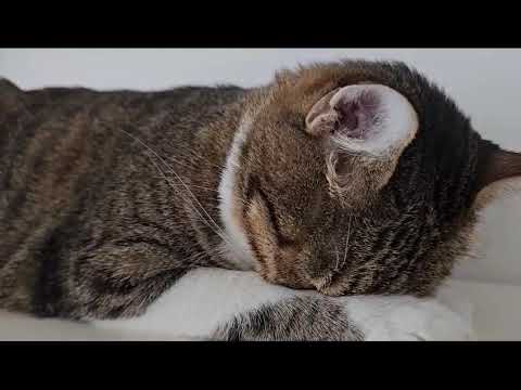 Yüz Üstü Yatan Kedi