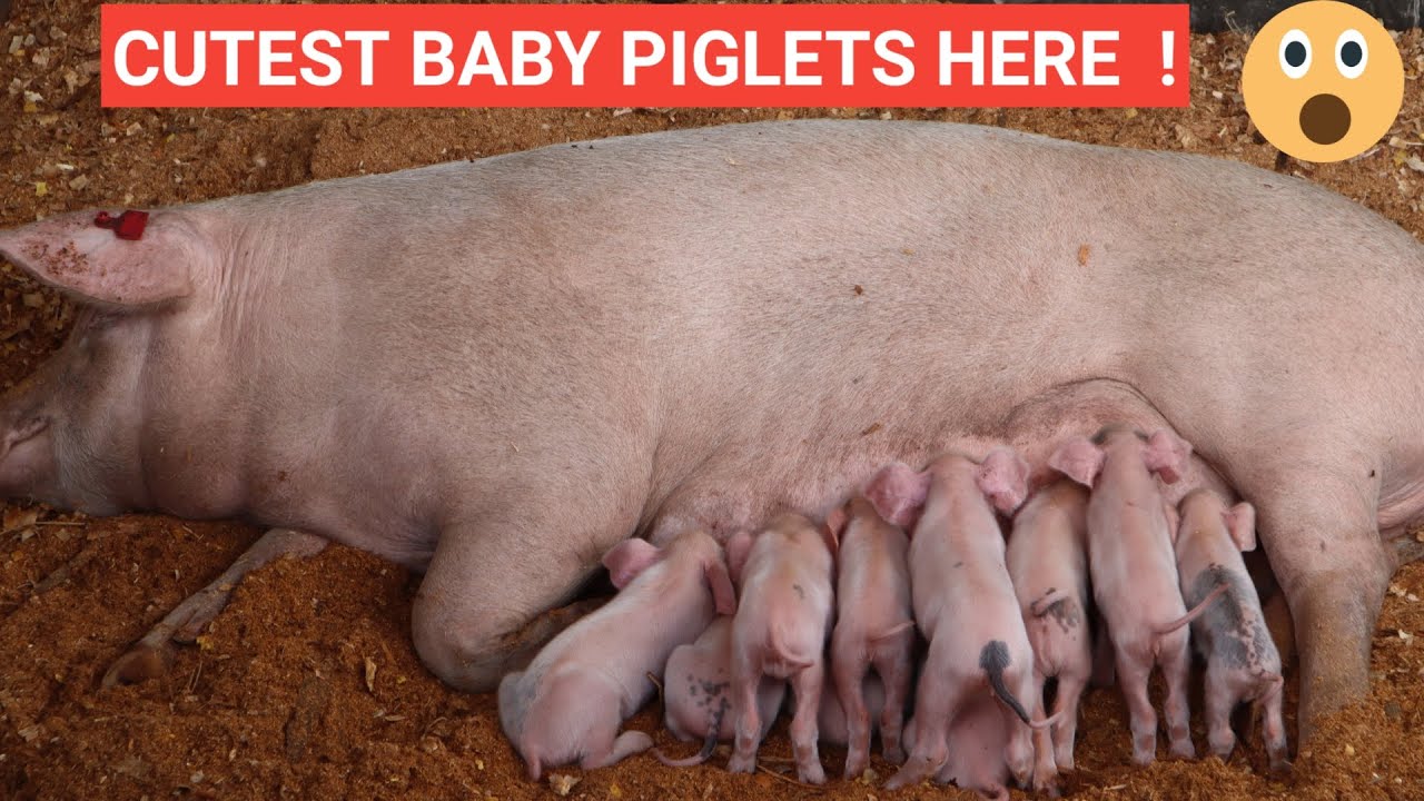 Amazing New PIGLETS AND THEIR MOTHERS! - YouTube