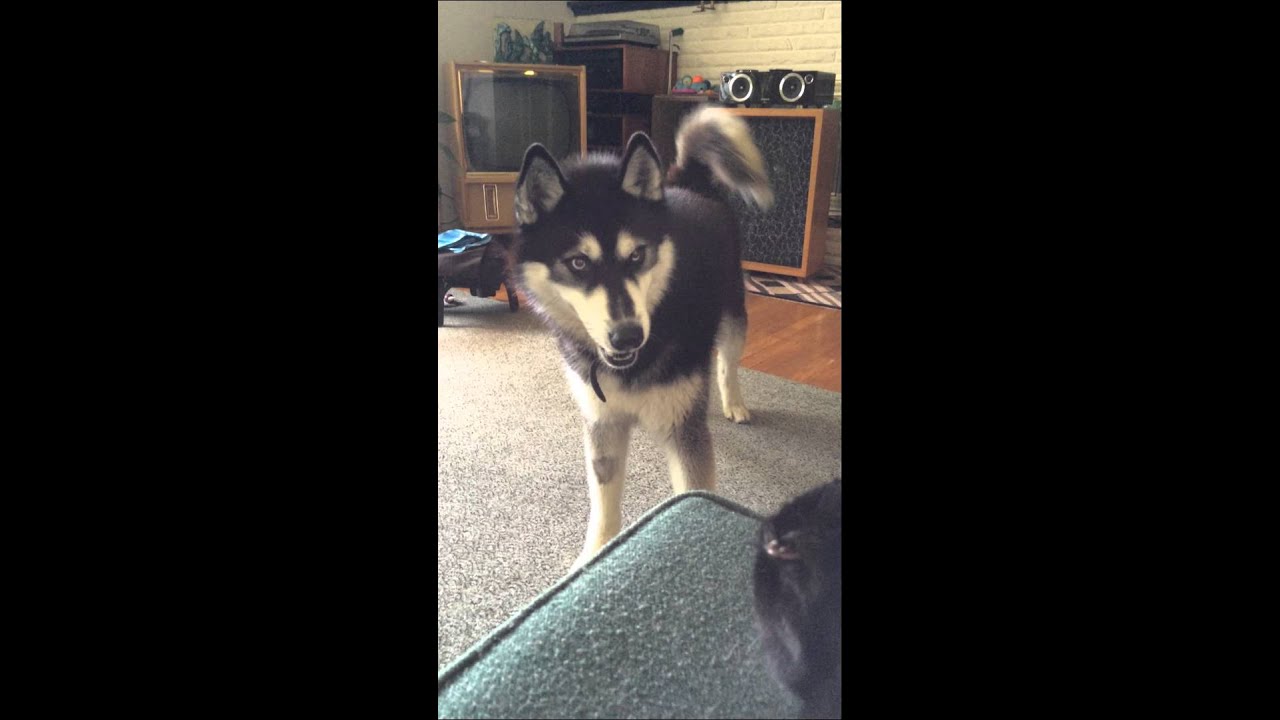 James the Husky Meets a Cat - YouTube