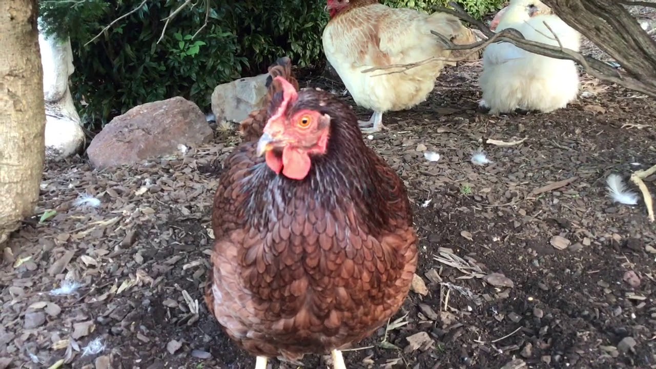 Talking to my chickens. - YouTube