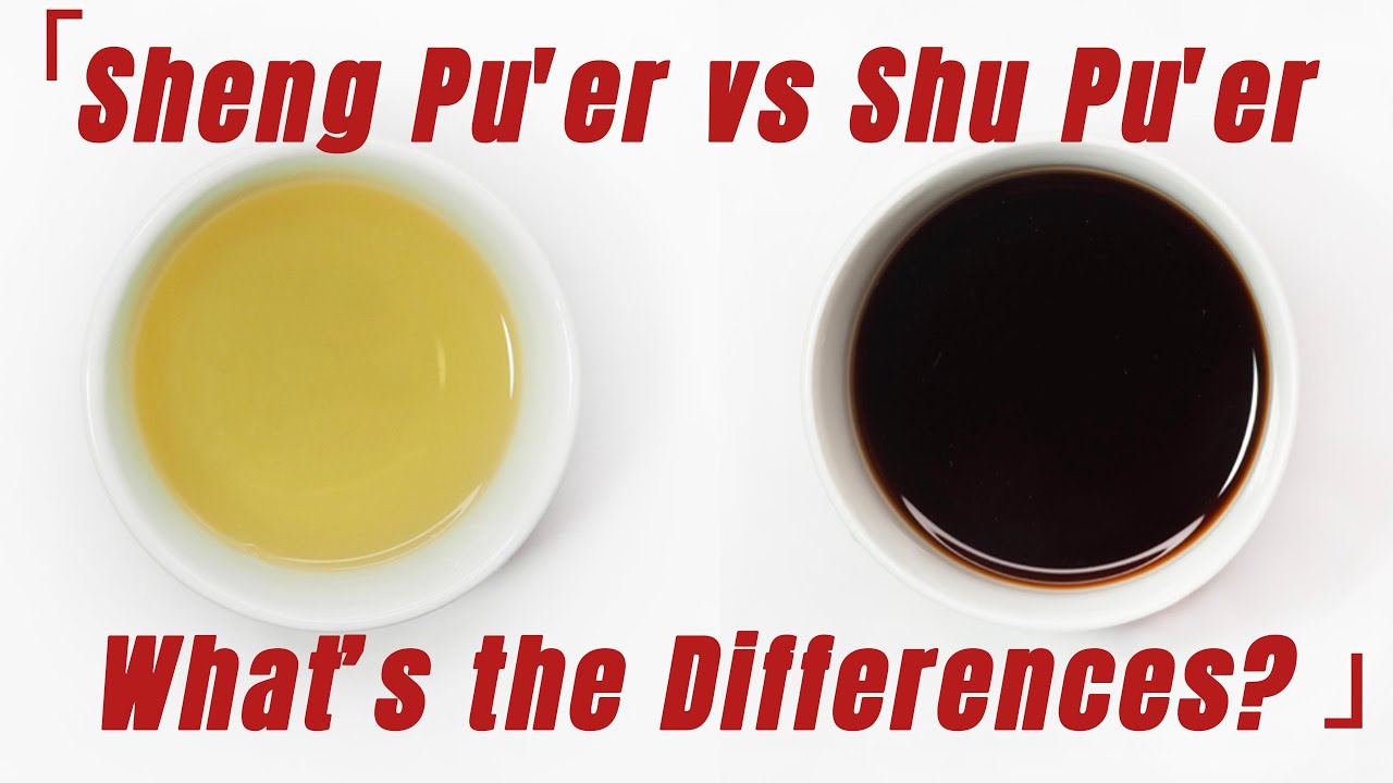 Raw Pu erh Tea vs Ripe Pu erh Tea 普洱生茶和熟茶的区别 #ripepuerhtea #rawpuerhtea ...