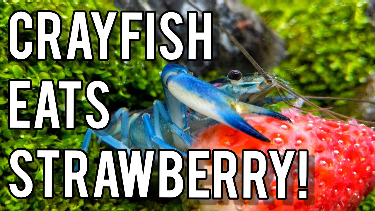 Pet crayfish eating strawberry • MUKBANG - YouTube