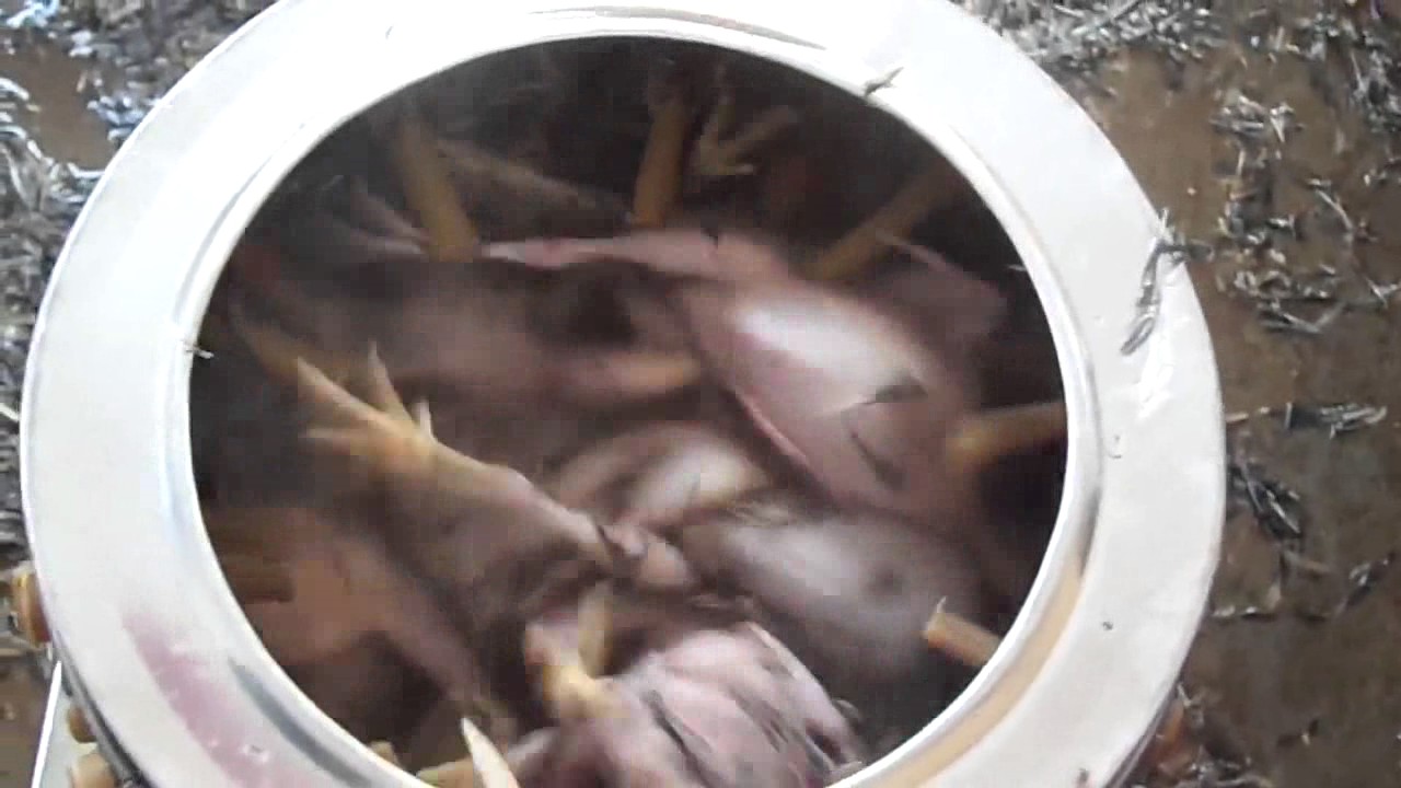 Quail Plucking Machine - YouTube