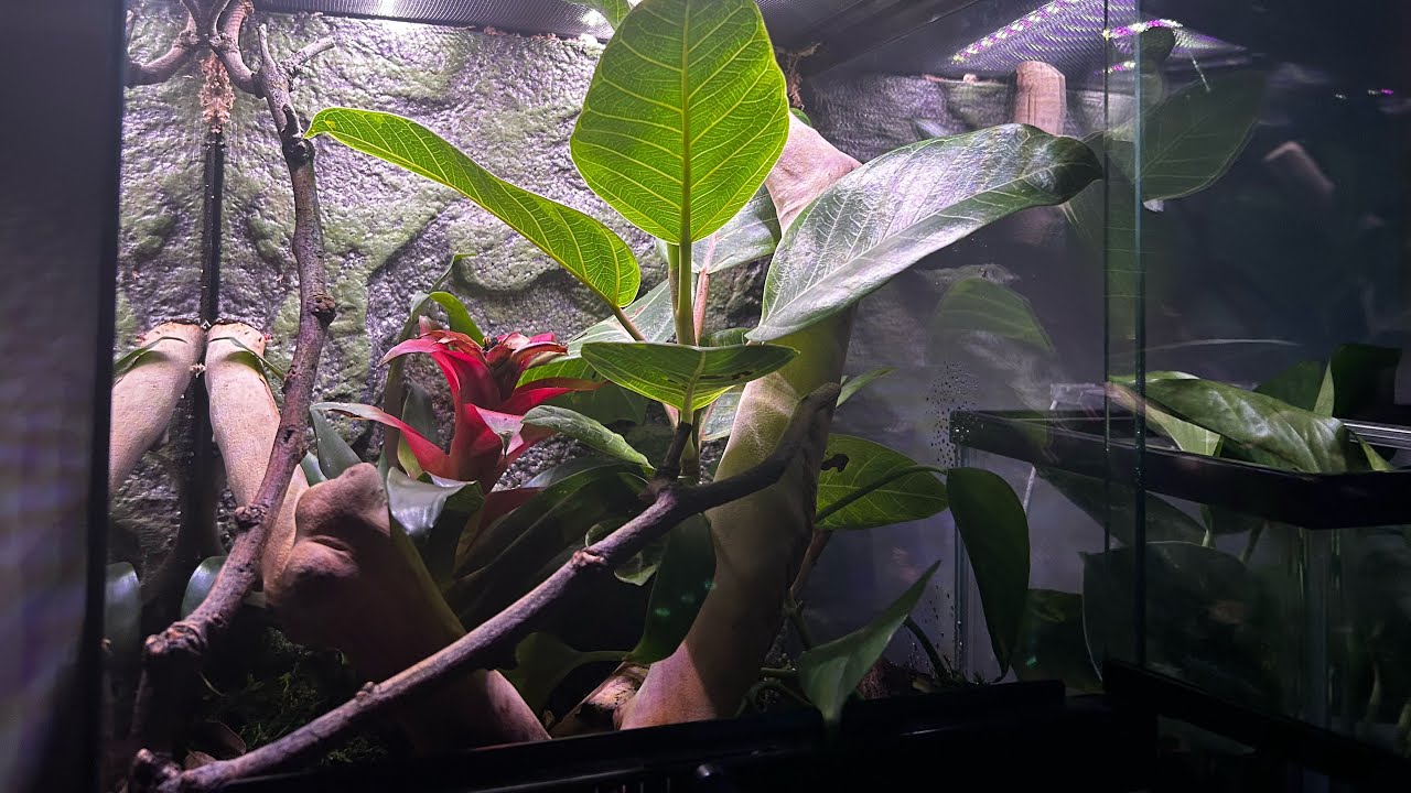 Making a Small Tropical Terrarium! (Fully Bioactive Glass Vivarium ...