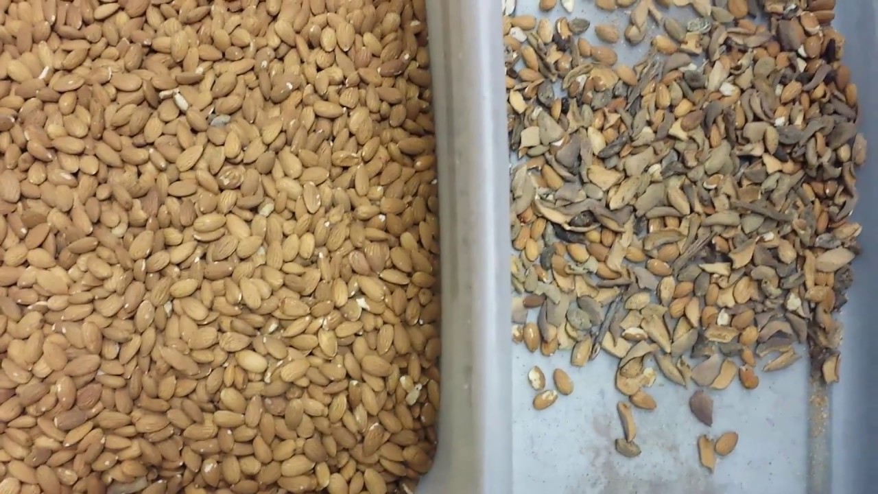 Satake EVOLUTION MIR Sorting Almond Meats Removing Hulls - YouTube