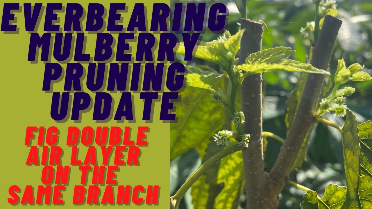 Everbearing Mulberry Pruning Update || Fig Double Air Layer On The ...